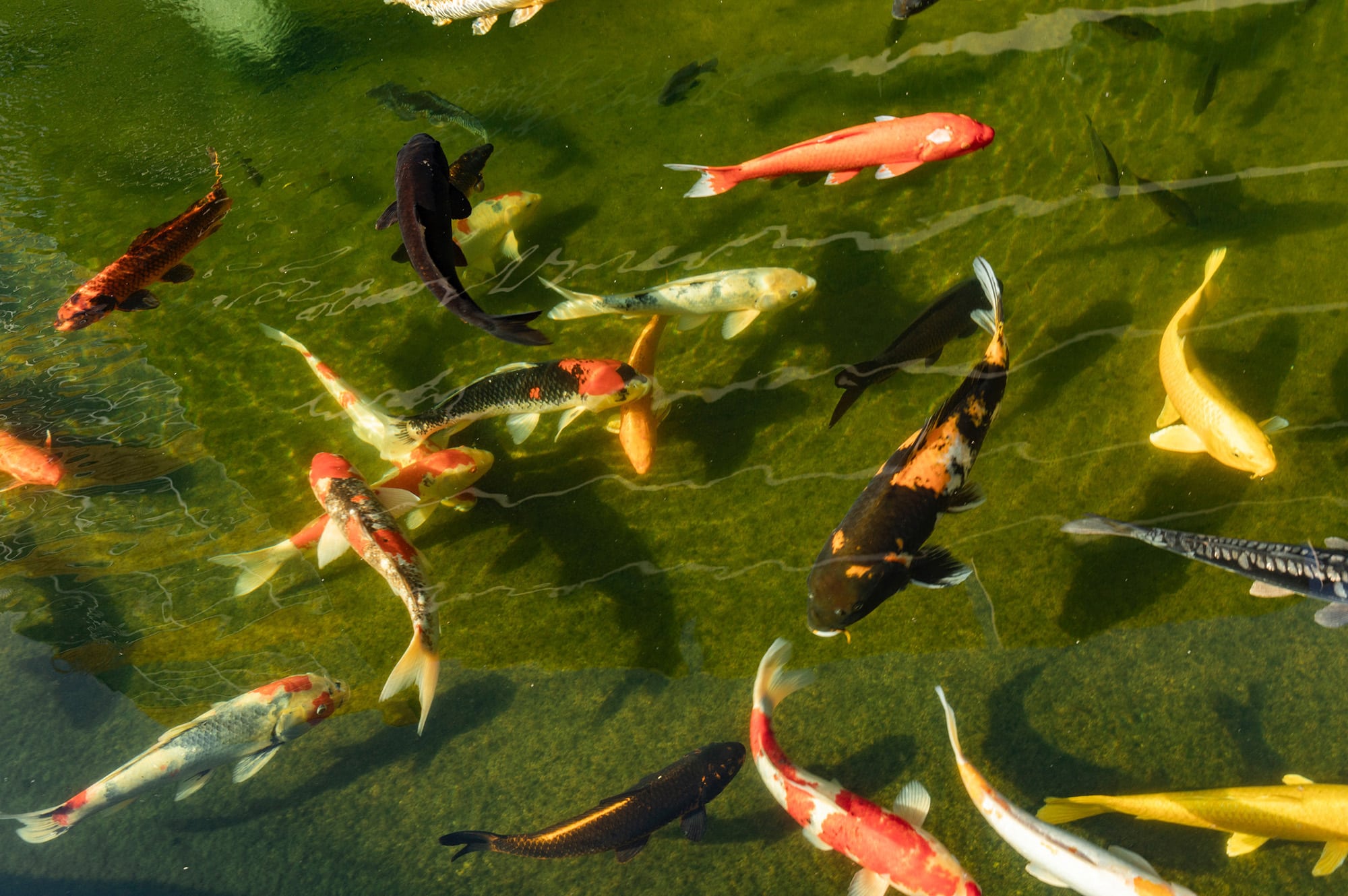 BEST OF - Caretakers of the Koi Fish | The Woodlands