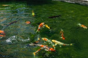 BEST OF - Caretakers of the Koi Fish | The Woodlands