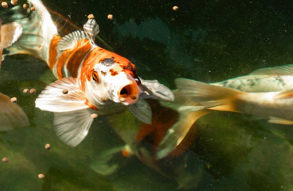 BEST OF - Caretakers of the Koi Fish | The Woodlands