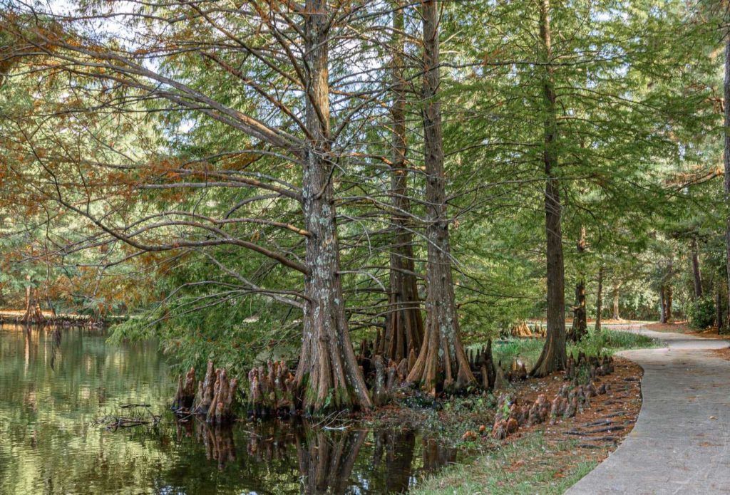 Trees with Knees! | The Woodlands