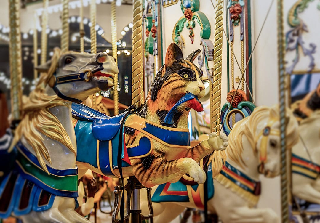 Photo Journal | The Woodlands