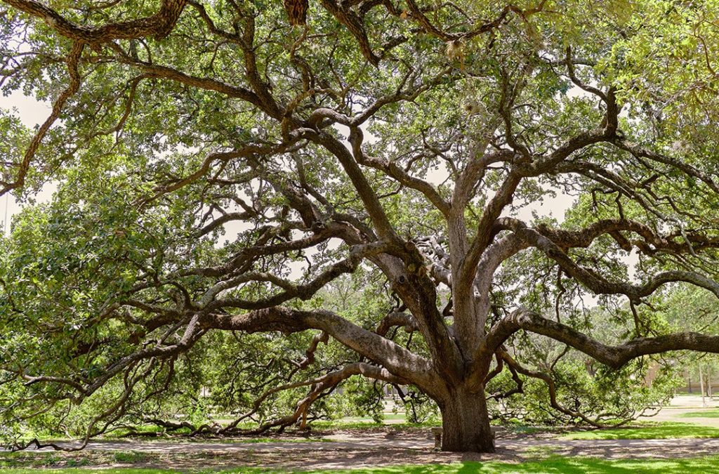 Aggie Century Tree Project | The Woodlands