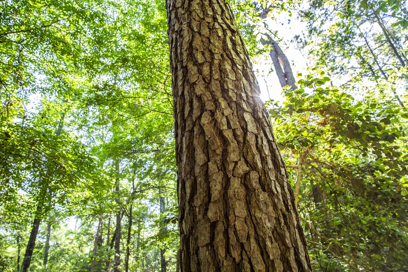 The Woodlands Features An Unprecedented Amount of Open Green Space ...