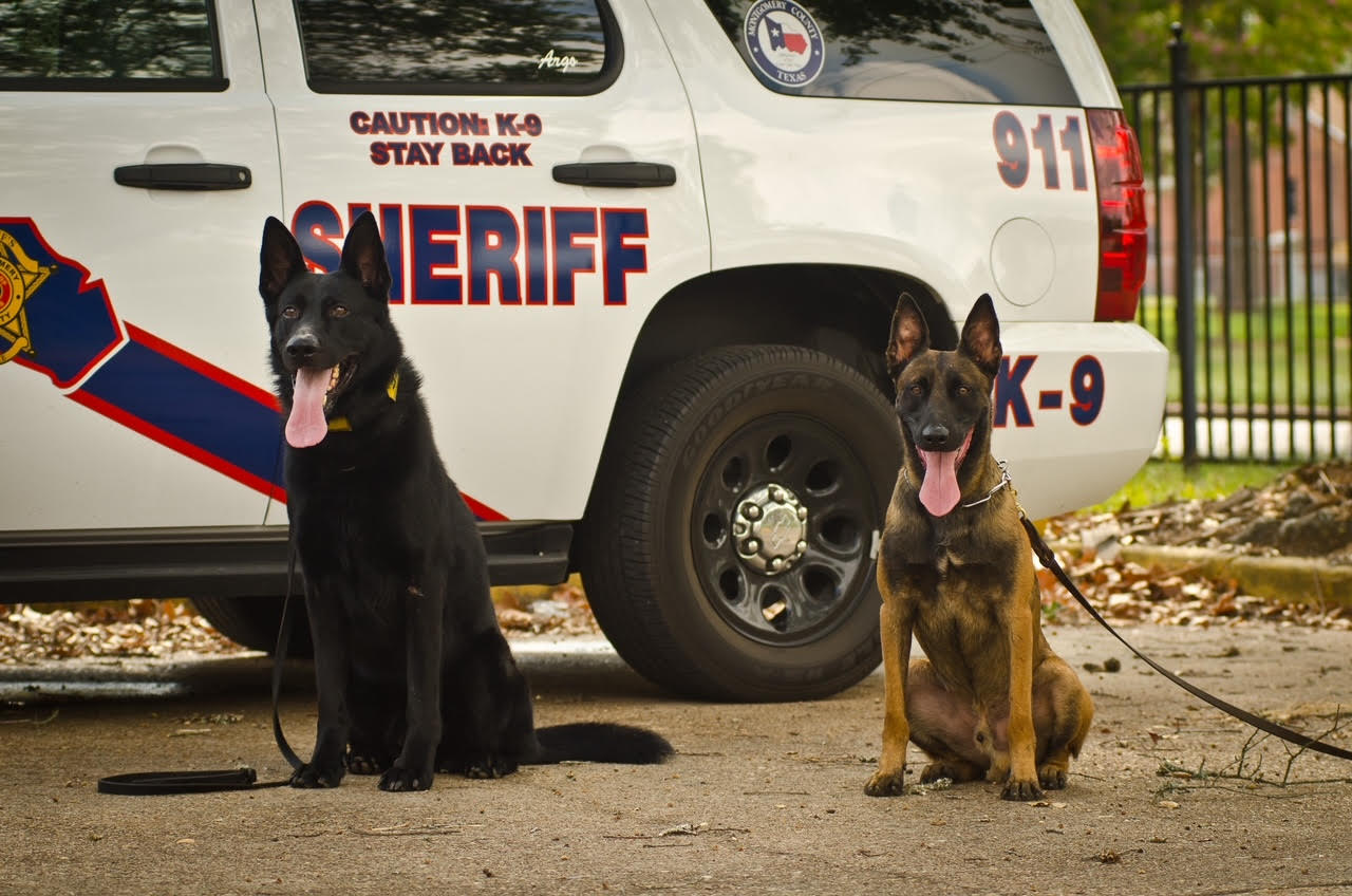 Policing Goes to the Dogs: How K9 Units Help Keep the Community Safe ...