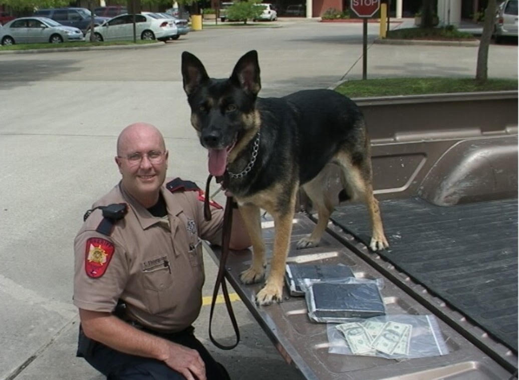 Policing Goes to the Dogs: How K9 Units Help Keep the Community Safe ...